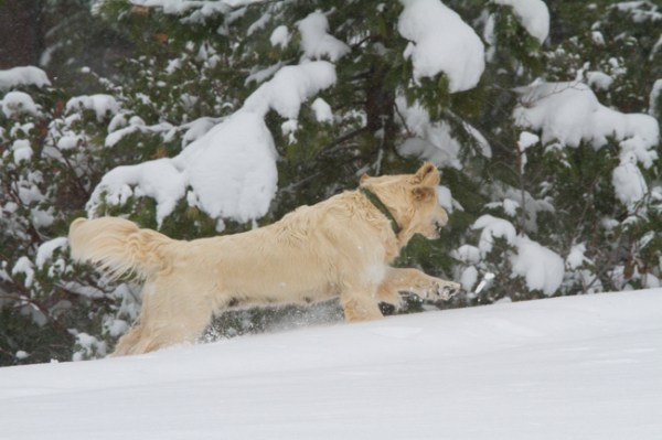 Mountain Dogs: Spring Snow | The Sun Dog Drift