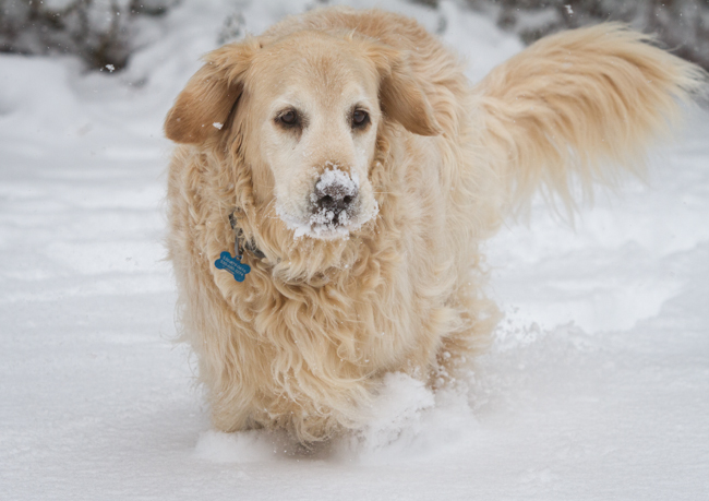 Mountain Dogs: Spring Snow | The Sun Dog Drift