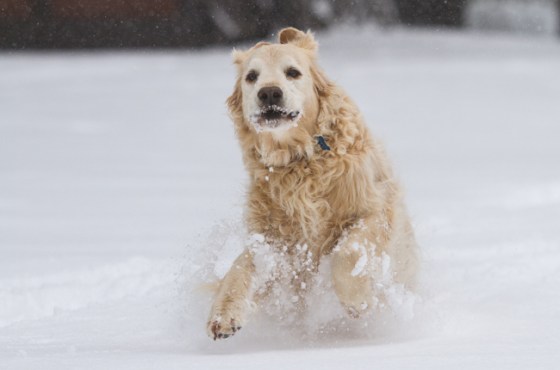 Mountain Dogs: Spring Snow | The Sun Dog Drift