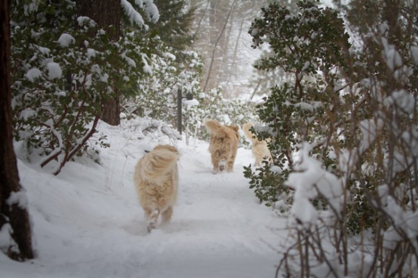 Mountain Dogs: Spring Snow | The Sun Dog Drift