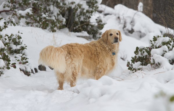 Mountain Dogs: Spring Snow | The Sun Dog Drift