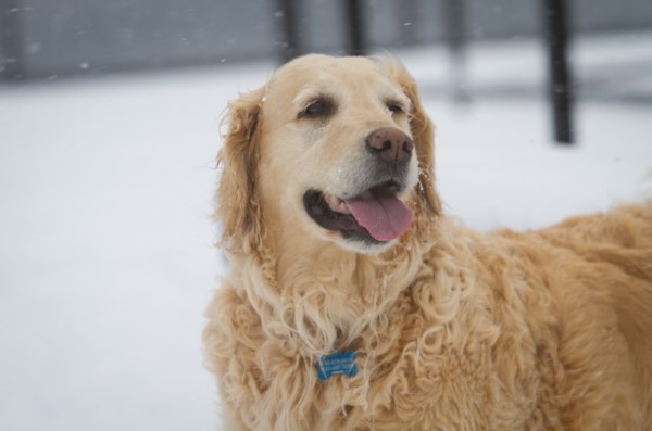 Mountain Dogs: Spring Snow | The Sun Dog Drift