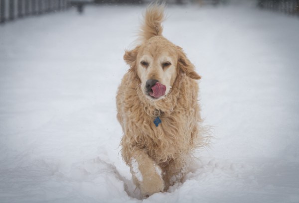 Mountain Dogs: Spring Snow | The Sun Dog Drift