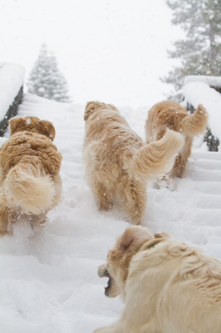 Mountain Dogs: Spring Snow | The Sun Dog Drift