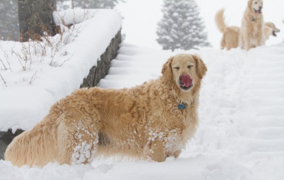 Mountain Dogs: Spring Snow | The Sun Dog Drift