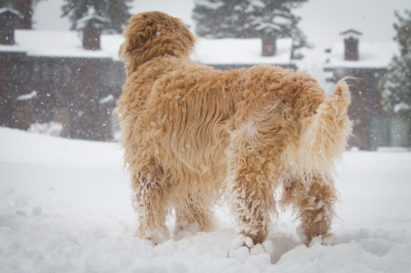 Mountain Dogs: Spring Snow | The Sun Dog Drift