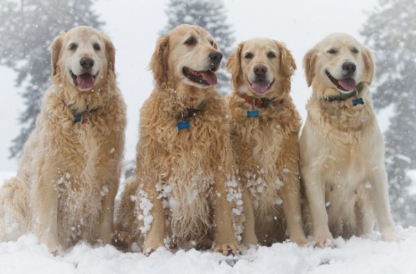 Mountain Dogs: Spring Snow | The Sun Dog Drift