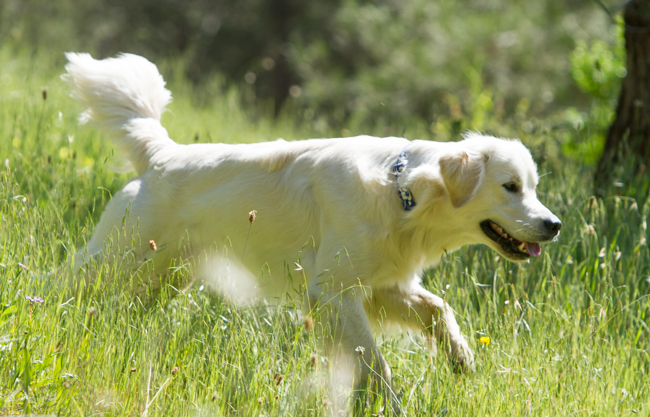 Seven Days of Sundogs Day 1 Cowboy Kobi | The Sun Dog Drift